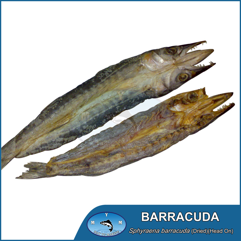 Dried Barracuda - ASIA WINNER