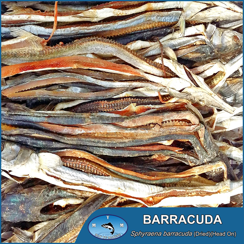 Dried Barracuda - ASIA WINNER