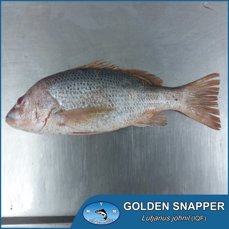 Golden Snapper - ASIA WINNER