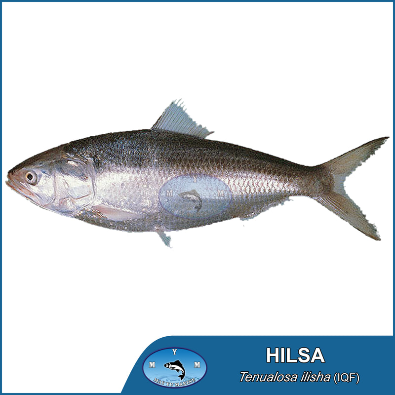 Hilsa IQF - ASIA WINNER