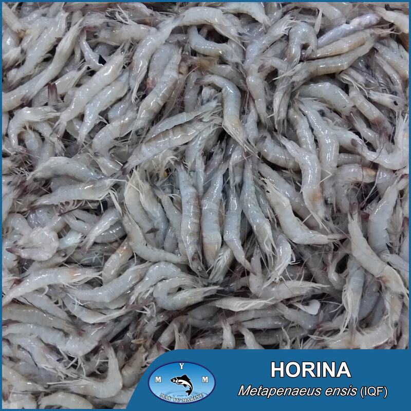 Horina IQF - ASIA WINNER