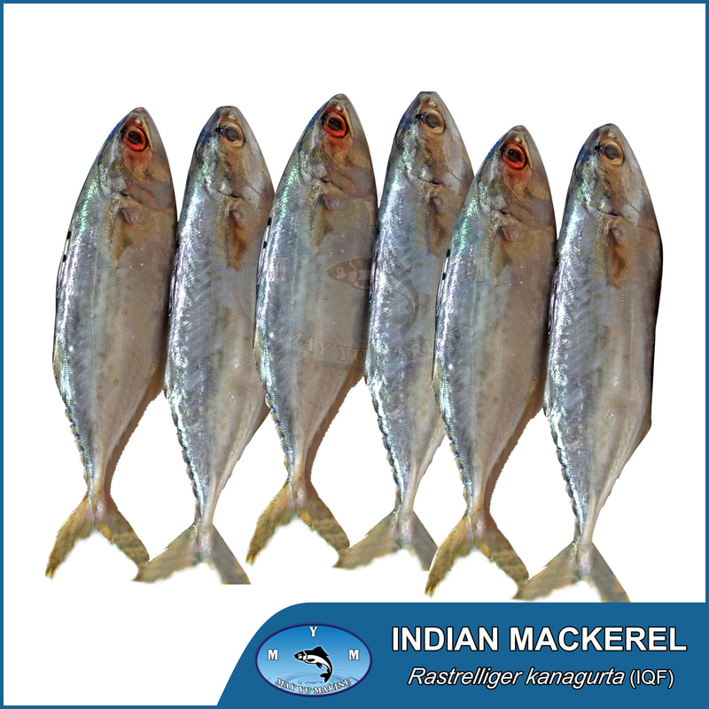 Indian Mackerel IQF - ASIA WINNER
