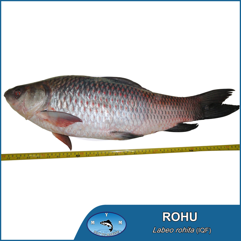 Rohu Whole - ASIA WINNER