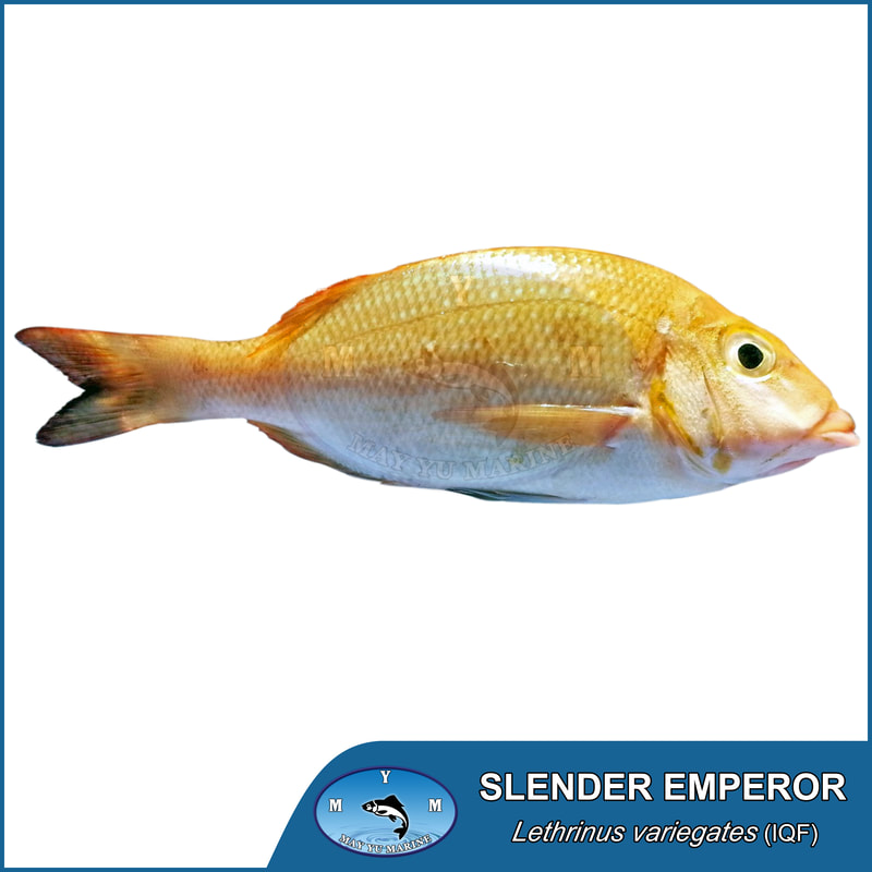 Slender Emperor - ASIA WINNER