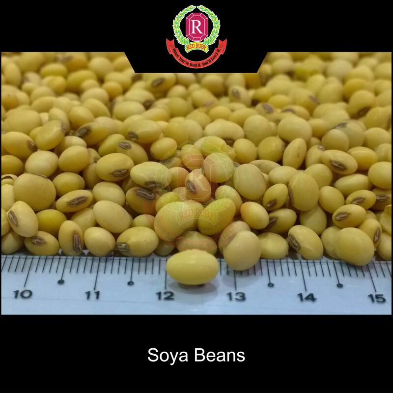 Soy Beans - ASIA WINNER