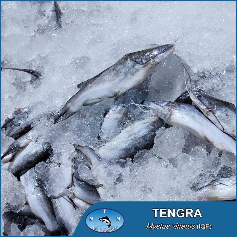 Tengra IQF - ASIA WINNER