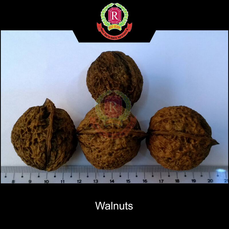 Walnut / သစ်ကြားသီး - ASIA WINNER